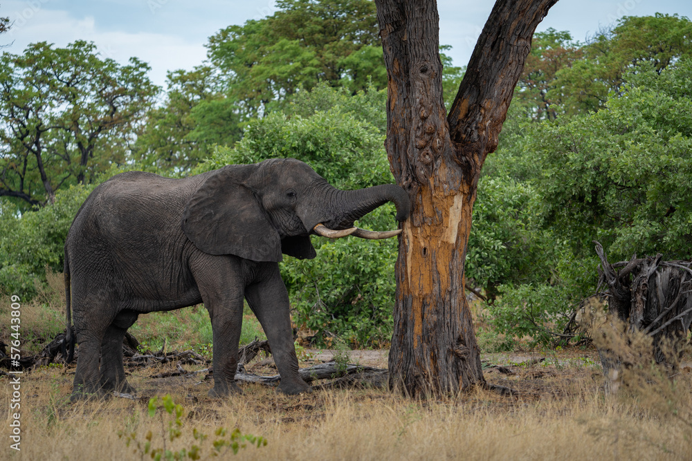 Elefant mit großen Stoßzähnen reibt den langen Rüssel an einem Baum und ...