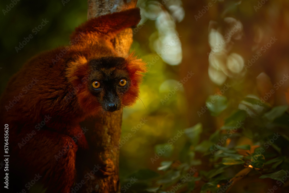 Dramatic Portrait of natural hybrid of Crowned lemur and Black lemur in ...