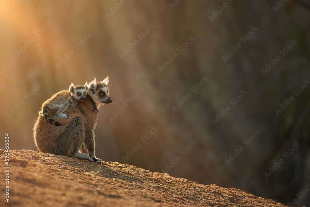 Ring-tailed lemur, Lemur catta, female with cub sitting on granite rock ...