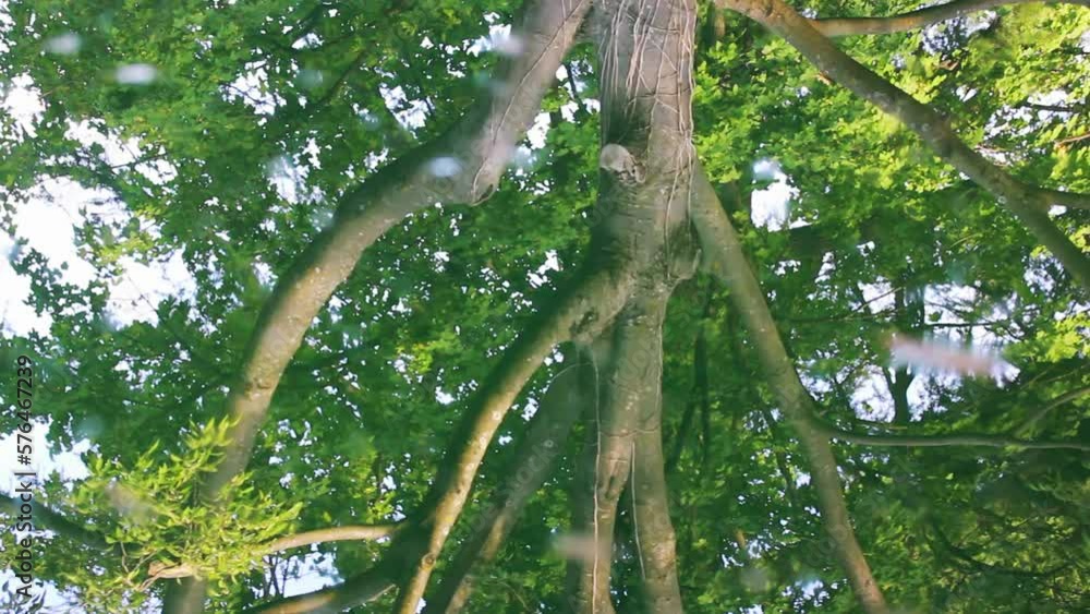 A green branching tree reflects on a surface of a water of a lake, pond ...