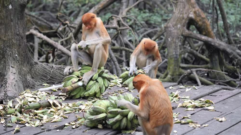 An adult male proboscis monkey (Nasalis larvatus)alpha male is enjoying ...