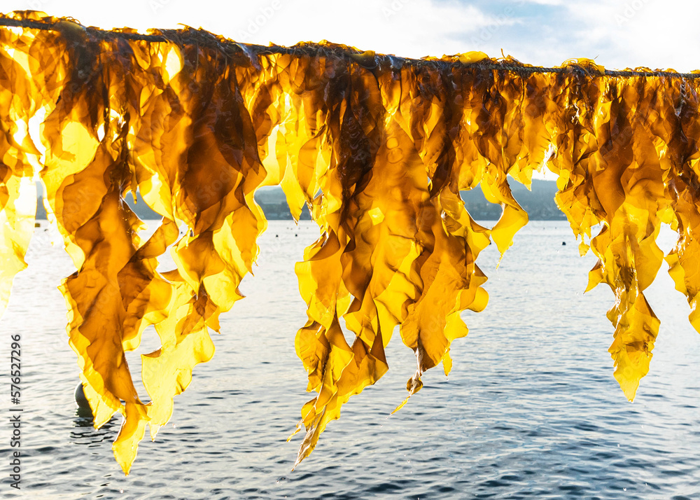 Seaweed Fresh from Ocean Water in the Sunlight Stock Photo | Adobe Stock