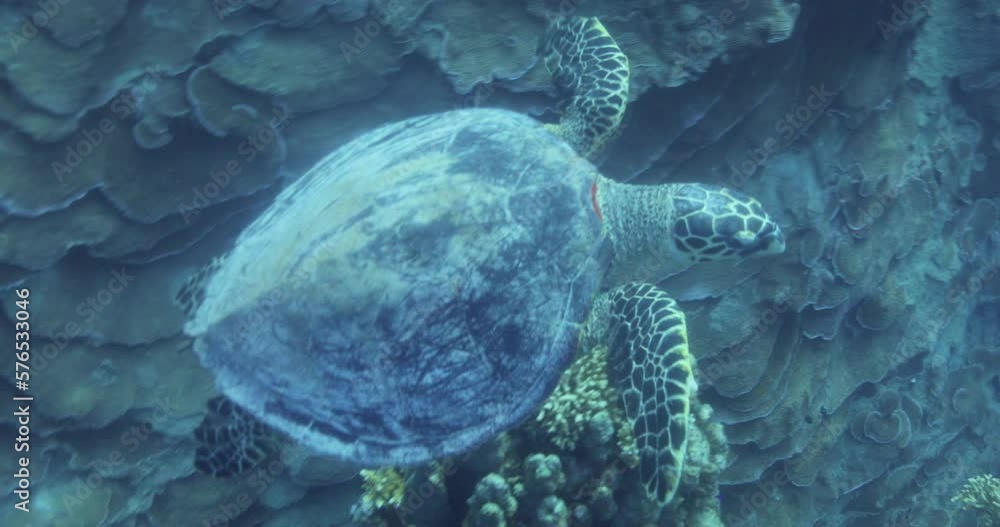 Sea Turtle in the Coral Reef of The Red Sea of Egypt . Turtles are ...