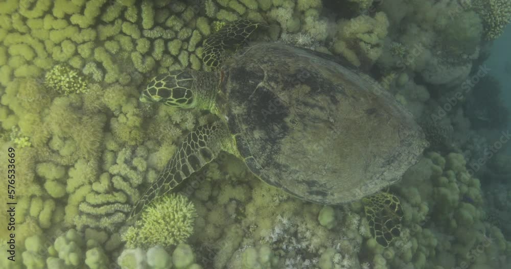 Sea Turtle in the Coral Reef of The Red Sea of Egypt . Turtles are ...