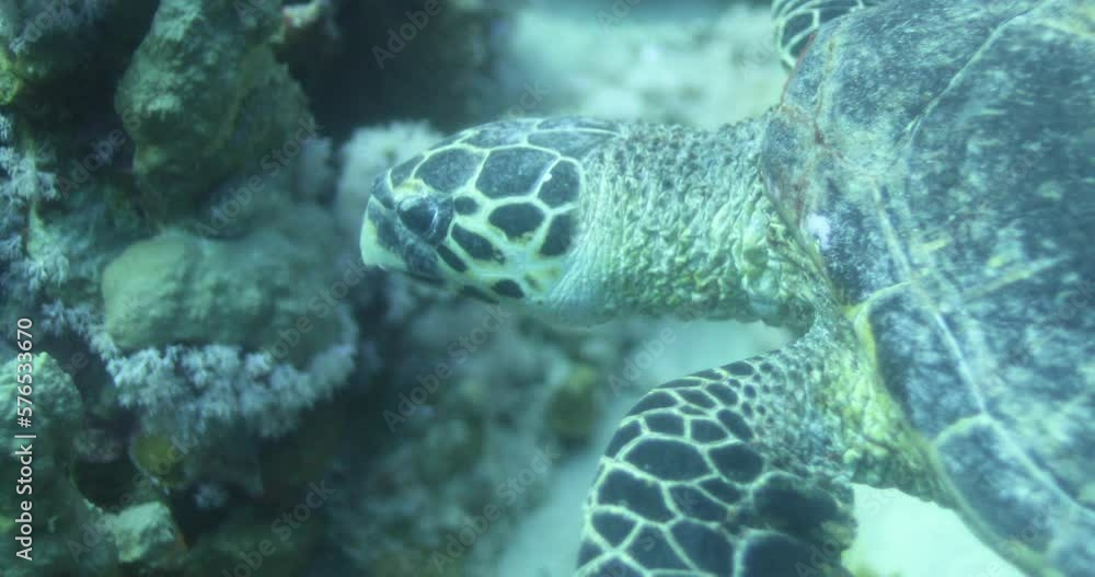 Sea Turtle in the Coral Reef of The Red Sea of Egypt . Turtles are ...