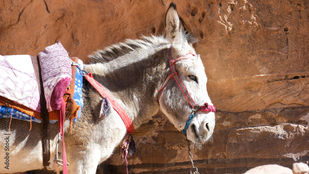 Grey donkey wearing Arabian style saddle blankets in tourism ...