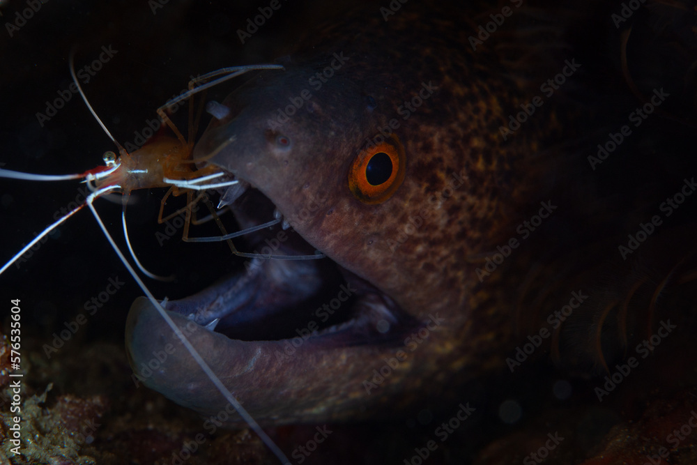 On a coral reef in Indonesia, a Yellowmargin moray eel, Gymnothorax ...