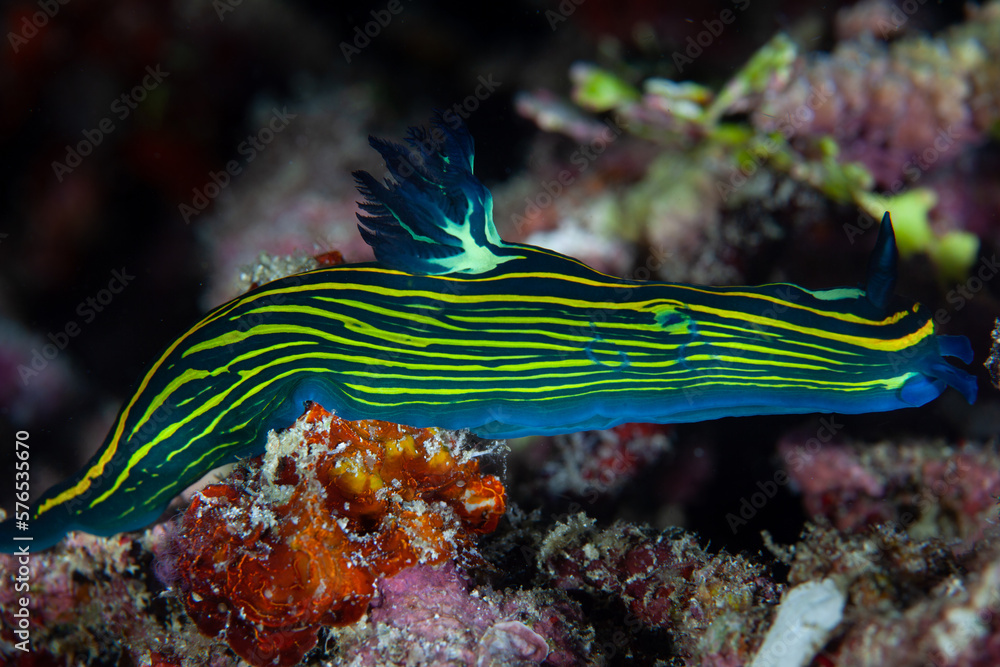 adventure, animal behavior, animals, biodiversity, colorful ...