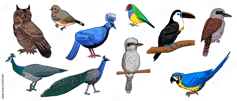 vector drawing sketch of tropical birds, ara parrot, peacock, toucan ...
