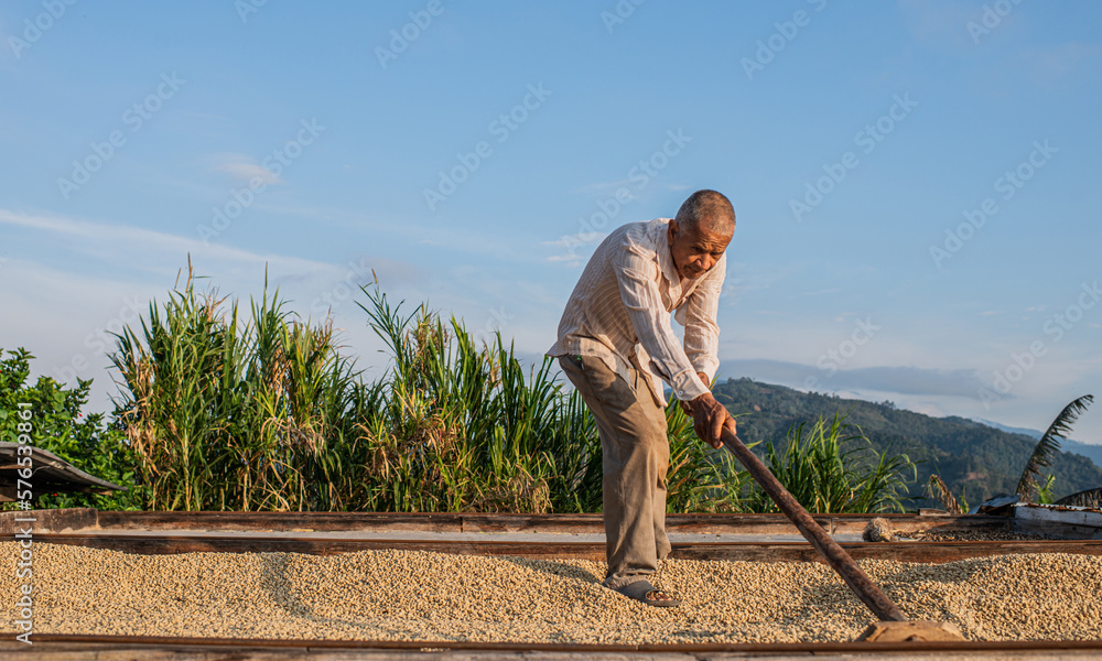 campesino trabajando el secado de cafe artesanal en verano, secado de ...