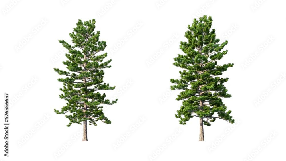 Growing trees isolated with alpha.3D animation growth grow from small ...