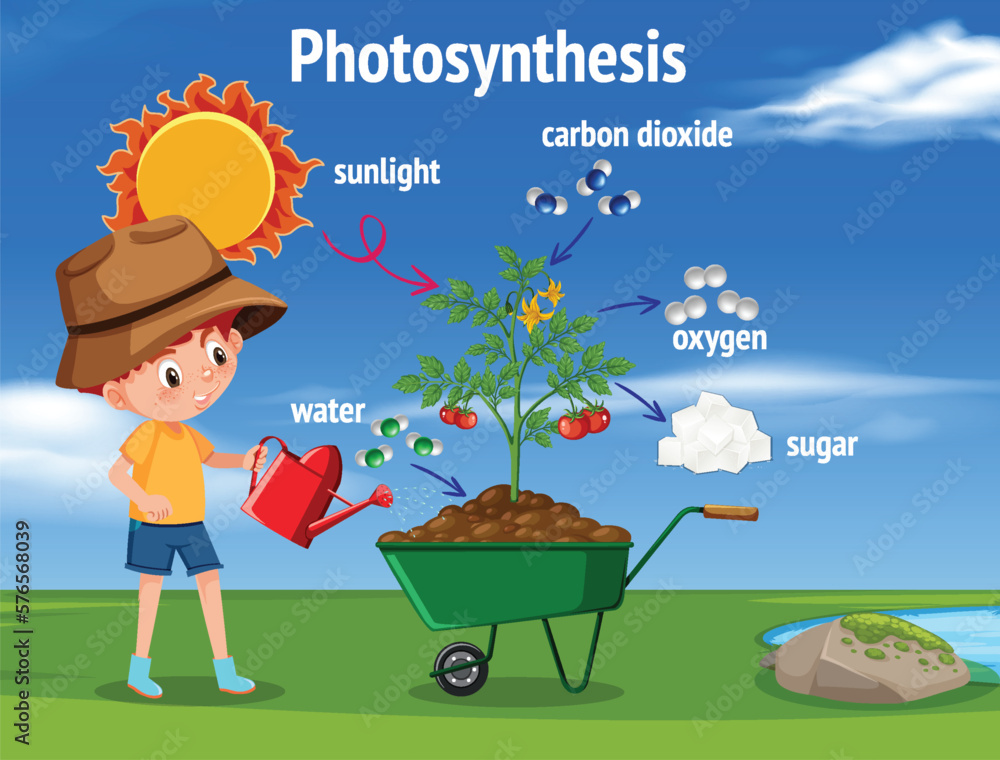 Diagram of Photosynthesis for biology and life science education Stock ...
