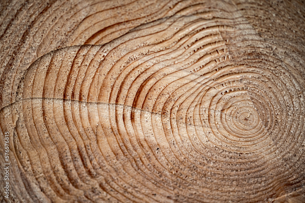 Log spruce trunks pile. Sawn trees from the forest. Logging timber wood ...