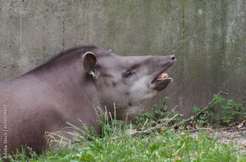 Foto de A tapir lying next to a concrete wall in the zoo, showing its ...