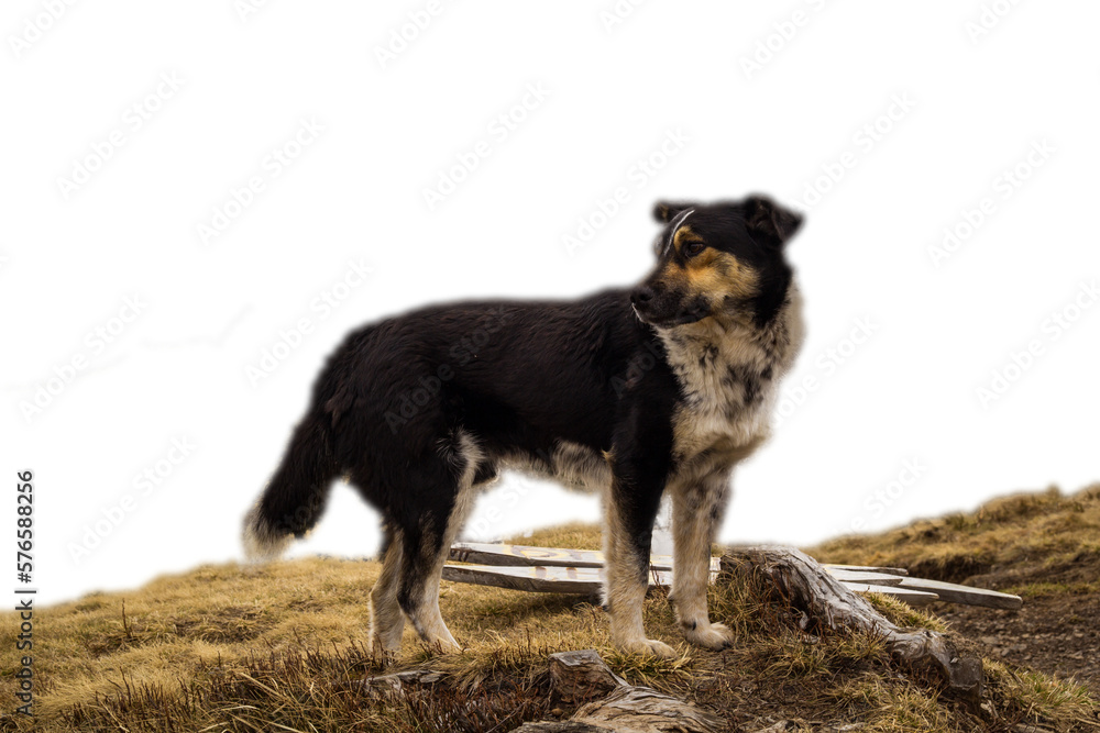 Mixed-breed dog looking back standing on dry grass isolated PNG photo ...
