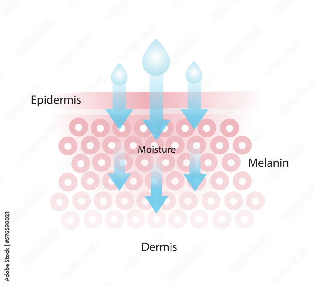 Infographic of skin moisture vector isolated on white background. The ...