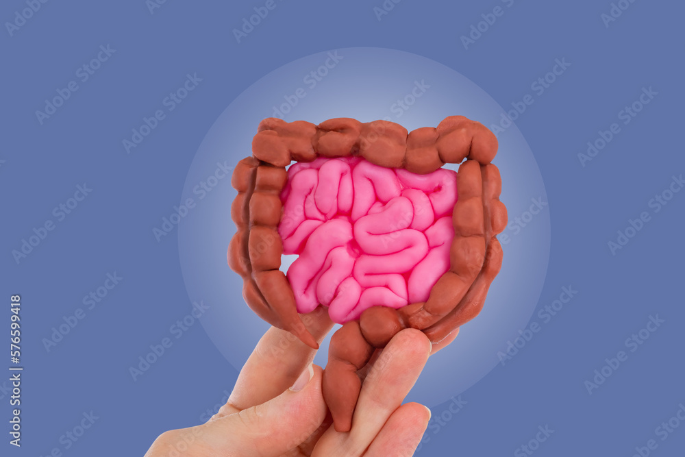 Intestinal tract. Intestine model in hand. Human digestive system ...