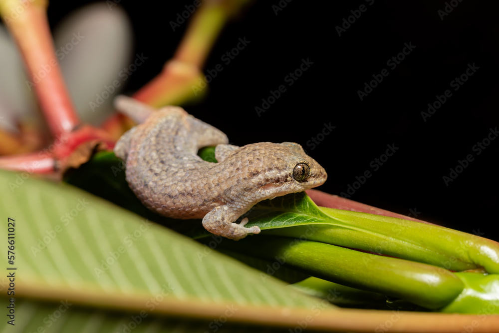 Grandidier's gecko (Geckolepis typica), endemic species of lizard in ...