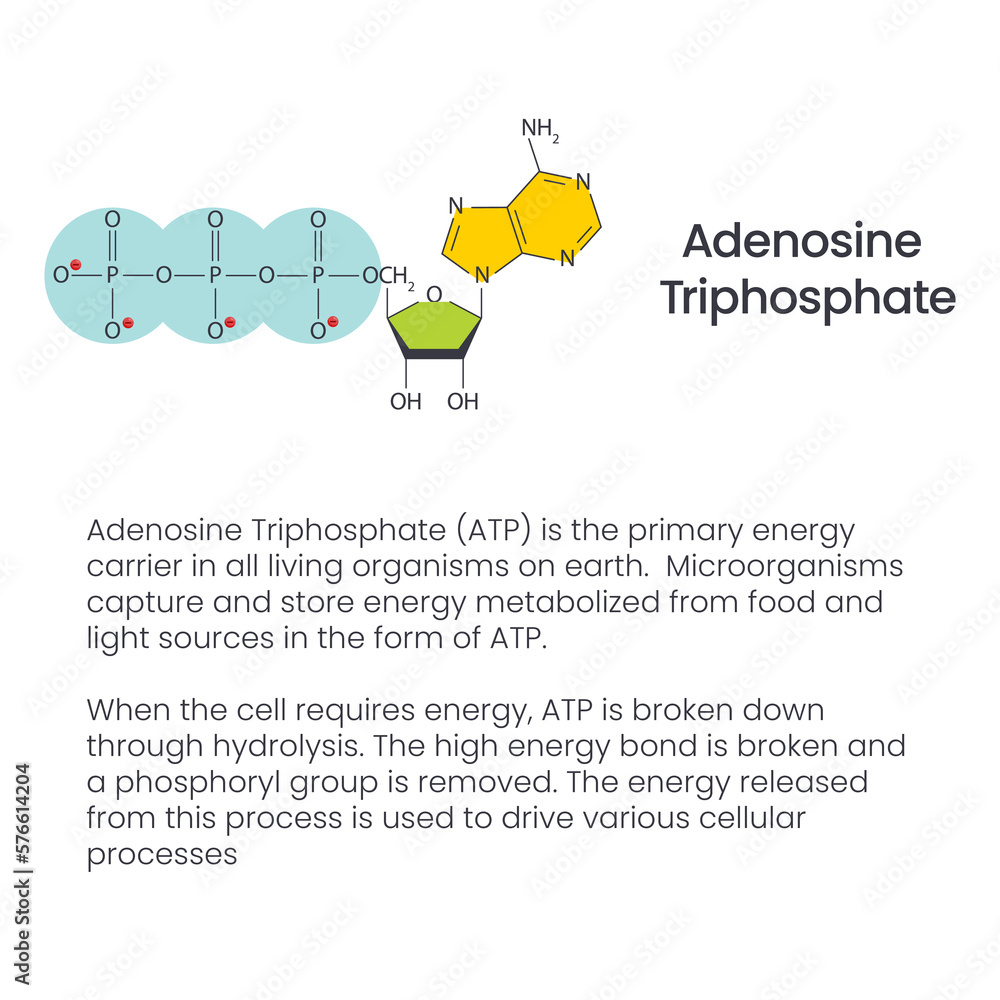 Poster Adenosine Triphosphate biochemistry, organic chemistry science ...