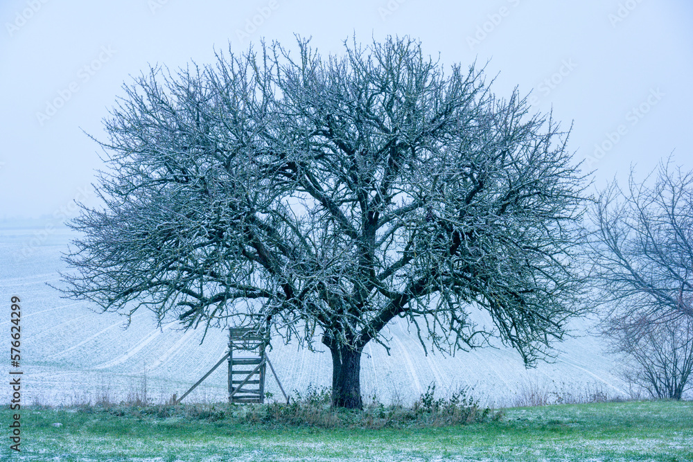 Baum im Winter. Stock Photo | Adobe Stock