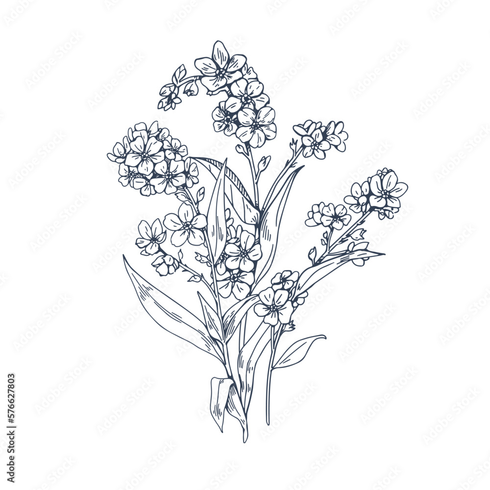 Forget-me-nots, Myosotis flower, contoured vintage botanical drawing ...