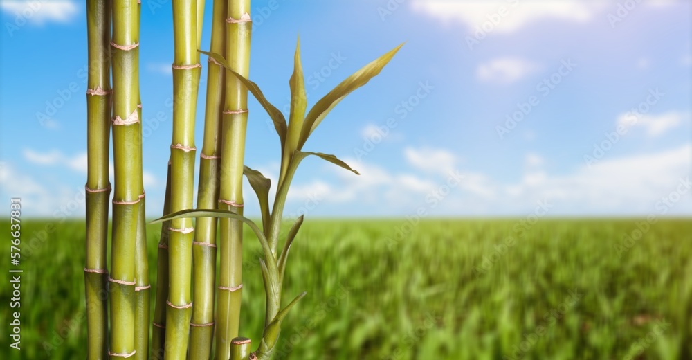 Sugar cane on plantation green background. Stock Photo | Adobe Stock