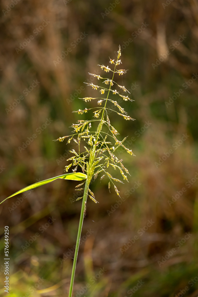 Common bent meadow grass, Agrostis capillaris. With shallow depth of ...
