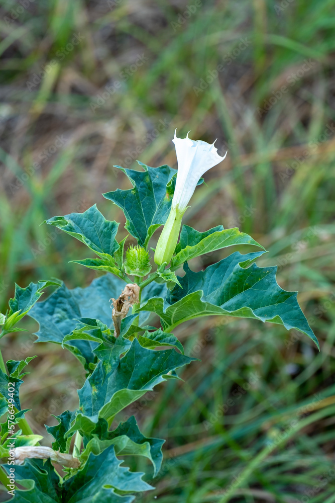 Datura stramonium. Hallucinogen plant Devil's Trumpet, also called ...