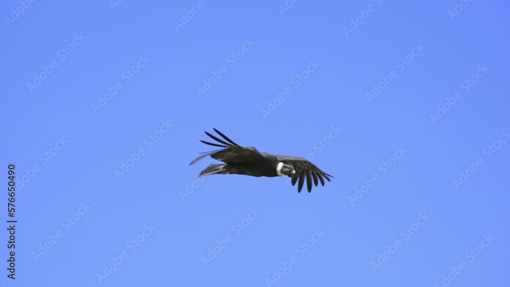 Andean condor in flight showing off its wingspan. Slow motion ...
