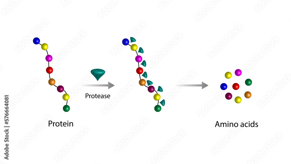 Protein Digestion. Proteases Enzymes (proteinases and peptidases) are ...