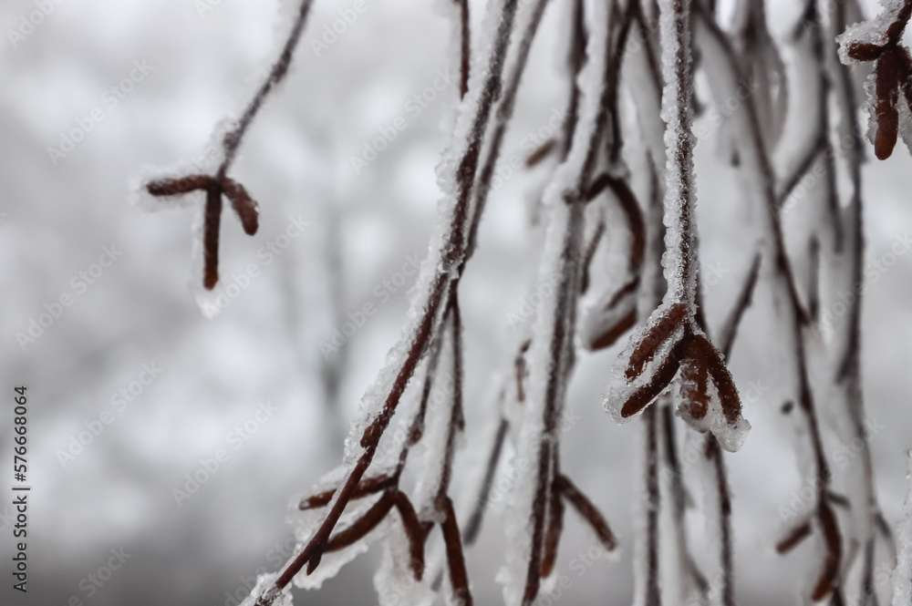 Branches covered with ice after freezing rain. Sparkling ice covered ...