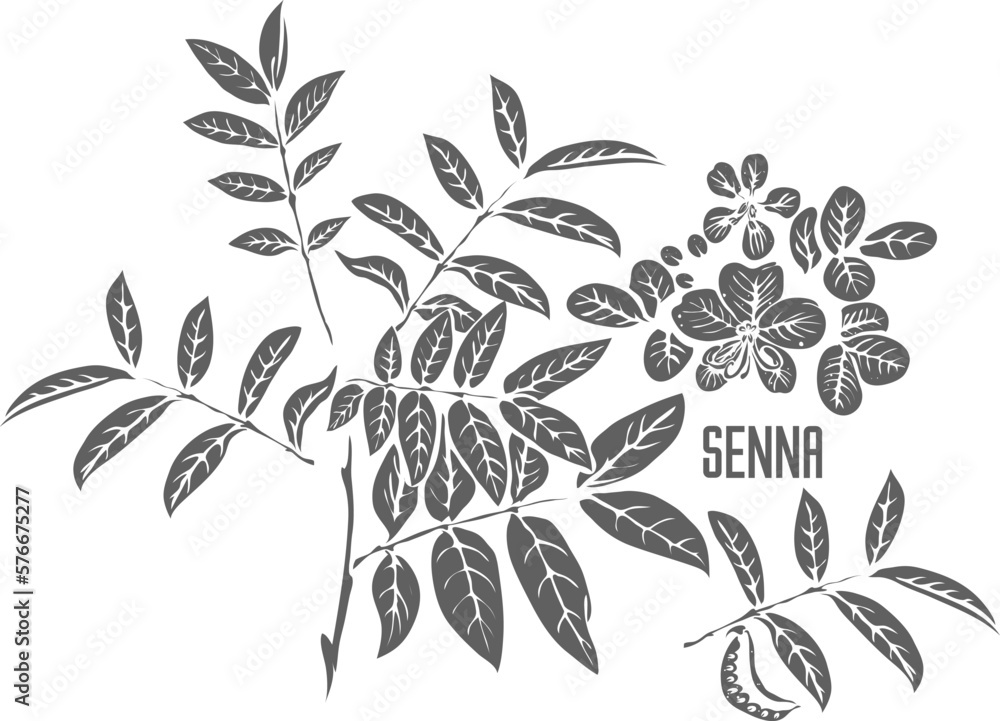 Senna leafs with flowers vector silhouette. Sennae folium medicinal ...