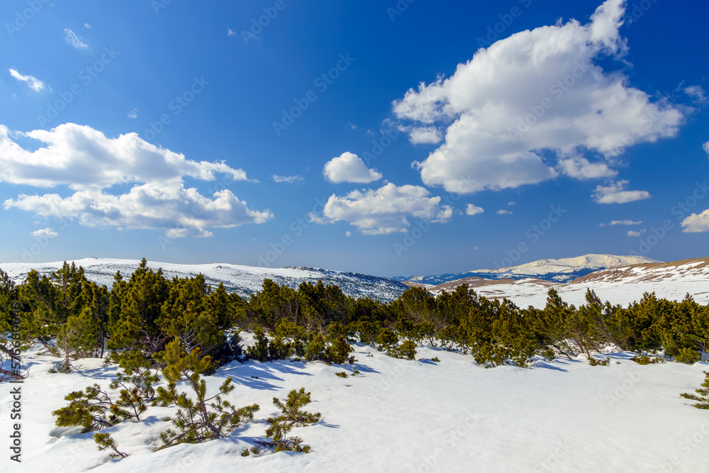 Mountain pine or creeping pine (Pinus mugo) forest growing on the high ...