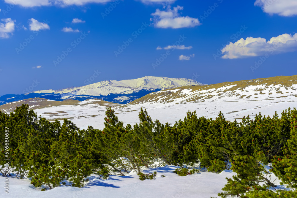 Mountain pine or creeping pine (Pinus mugo) forest growing on the high ...