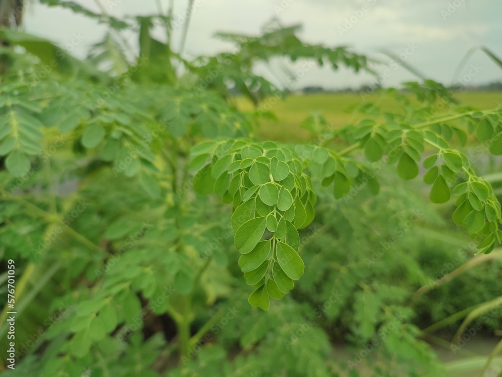 Kelor Moringa is native to the tropical and subtropical regions of ...
