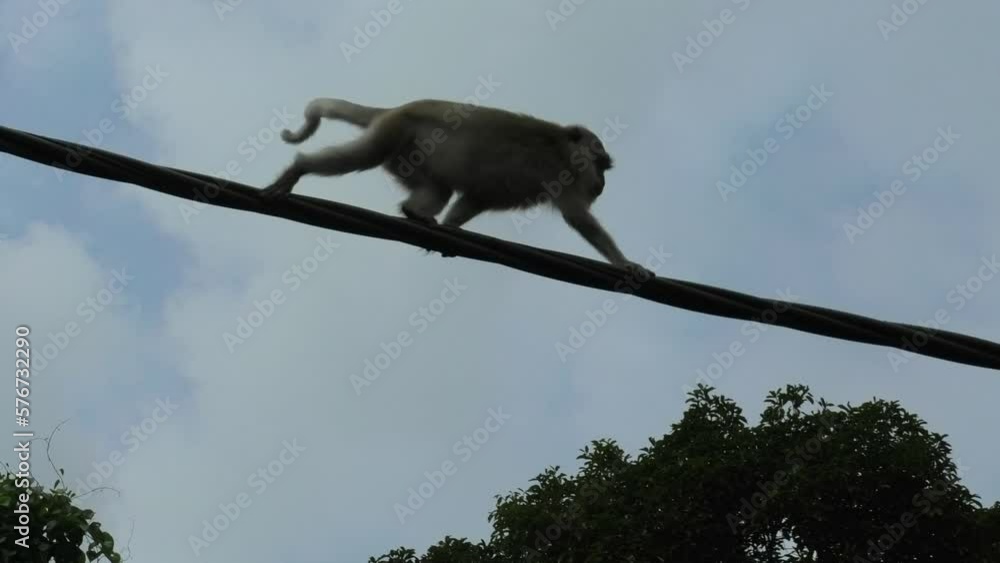Long-tailed macaque having fun running on light pole wire of George ...