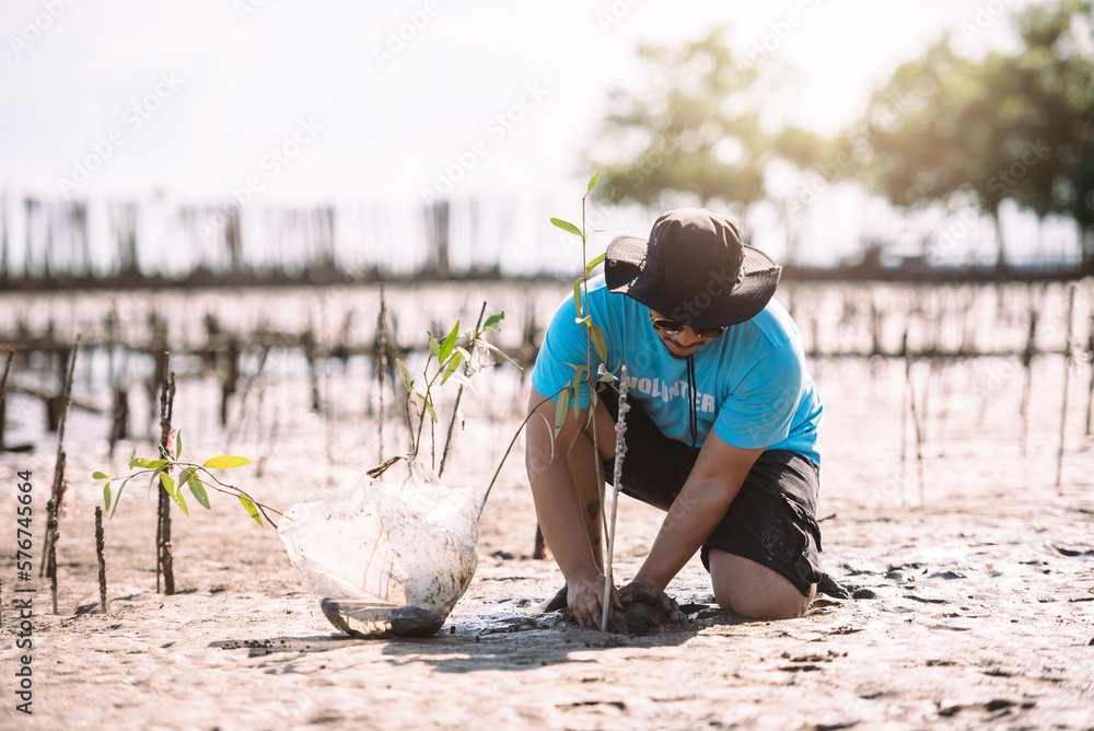 Asian man in blue t-shirt planting mangrove seedlings into mud area ...