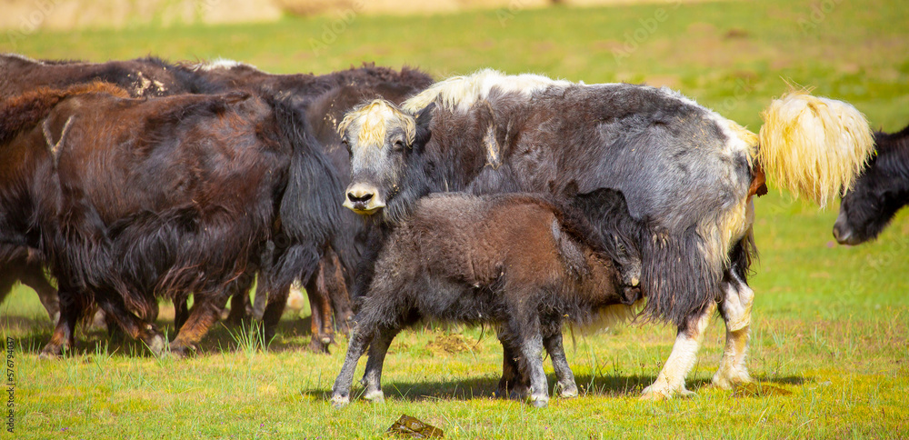 A herd of yaks graze in the mountains. Himalayan big yak in a beautiful ...