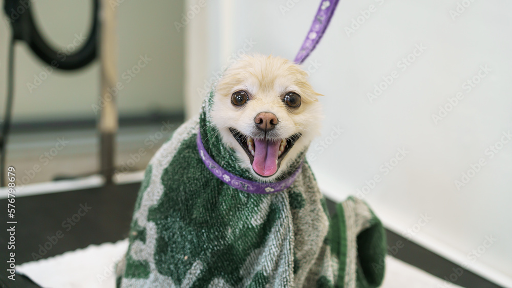 dog at reception at groomer in pet salon. after washing dog sits on pet ...