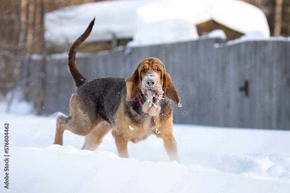 Snuff dog - bloodhound runs along a snowy path Stock Photo | Adobe Stock