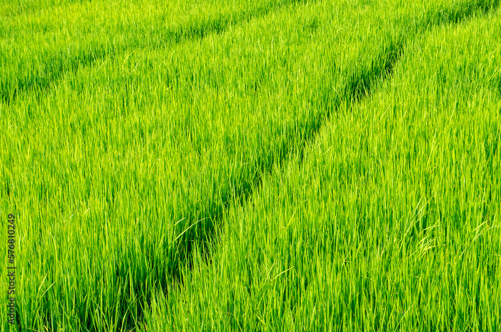 Green rice sprouts grow upwards in Asian fields. Beautiful texture ...