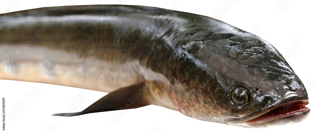 Giant Snakehead known as gozar fish in Bangladesh Stock Photo | Adobe Stock