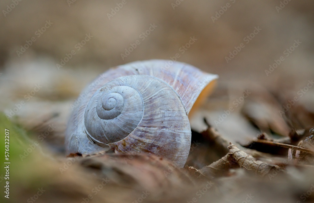 snail shell abandoned and empty in the leaves in spring. Stock Photo ...