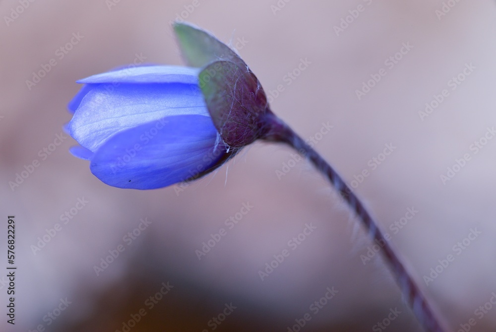Liverwort - Hepatica nobilis, Blue flower medicinal, used in diseases ...