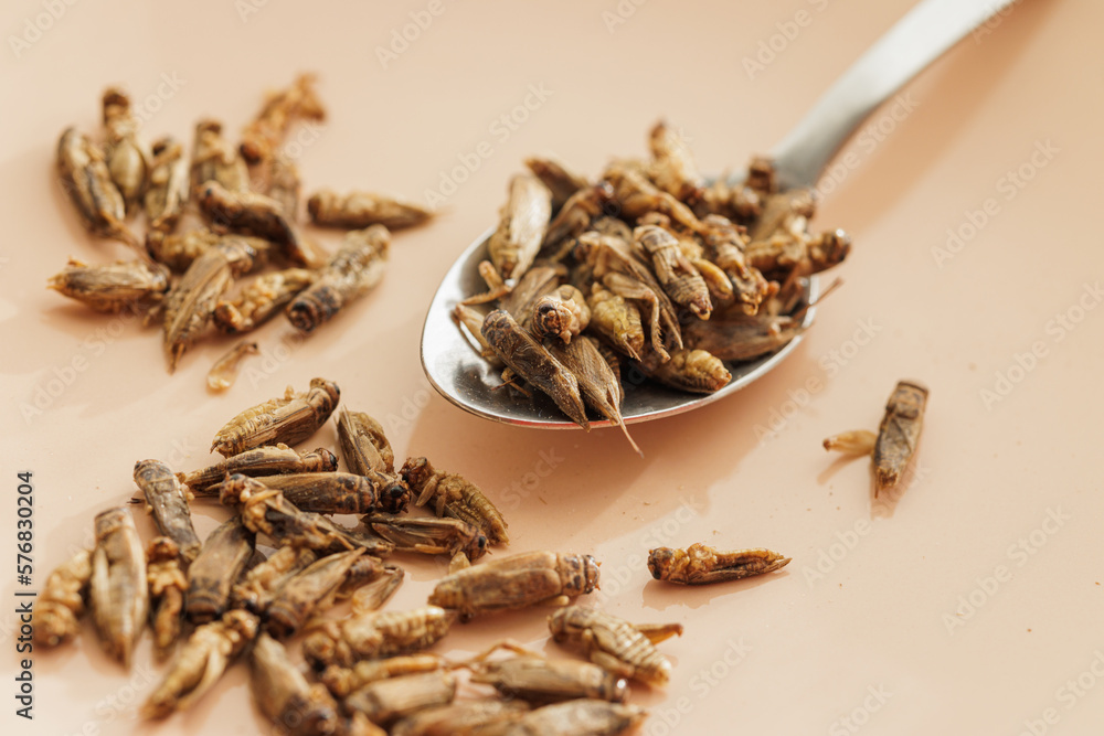 Spoonful of cooked insects - a sustainable, protein-rich food source ...