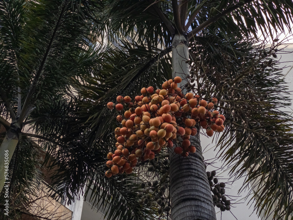 Syagrus romanzoffiana with fruits, called queen palm or cocos palm. In ...