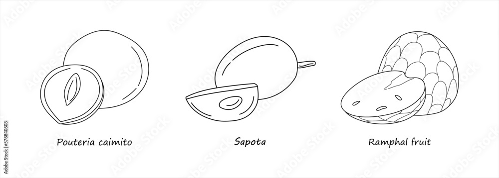 Set of hand drawing fruits Pouteria caimito, Sapota, Ramphal isolated ...