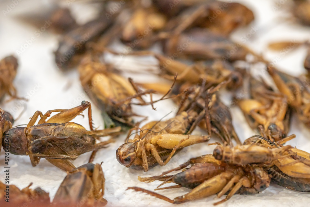 Fried crickets insect crackers snack close up. Source of protein ...