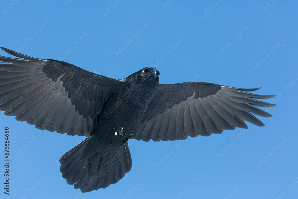 Ravens over head with nictitating membrane Stock Photo | Adobe Stock