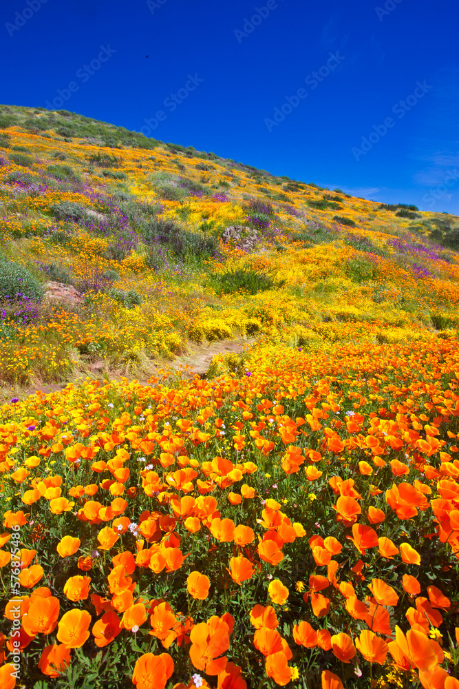 California wildflower super bloom at Diamond Valley Lake in Riverside ...